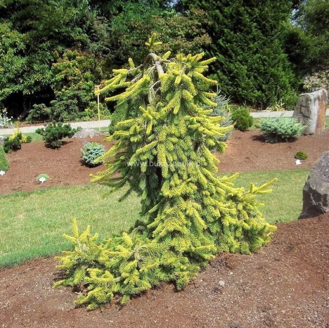 Świerk pospolity GOLD DRIFT- Picea abies PA120-130cm/ 30-40cm, C5l ...