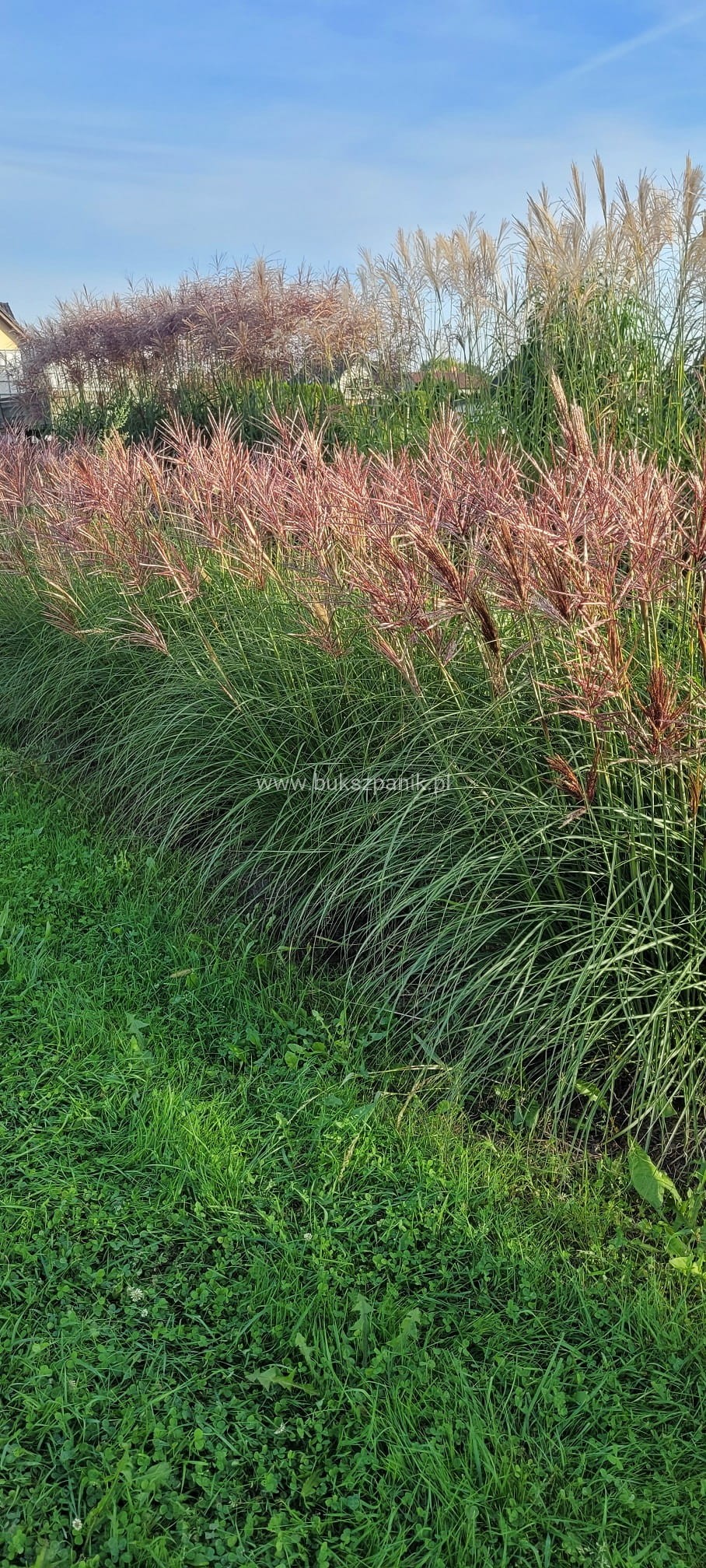Miskant chiński Red Chief - Miscanthus sinensis Red Chief C5l ...