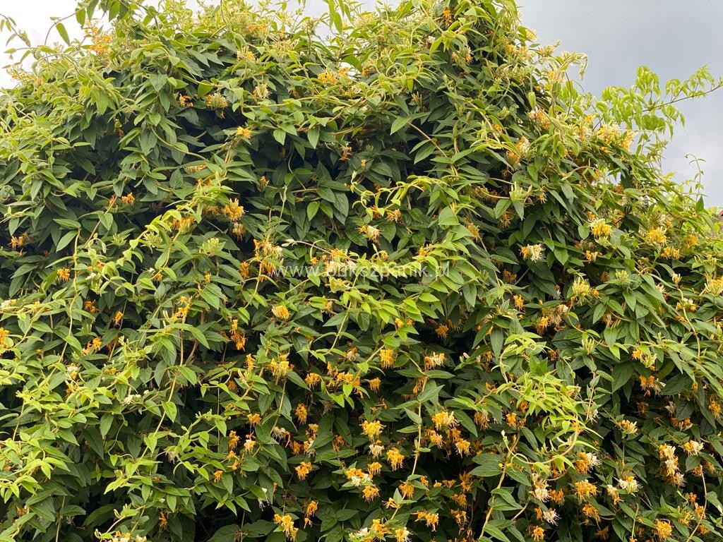 Wiciokrzew zaostrzony-Lonicera acuminata C5 i C7,5l Bukszpanik.pl ...